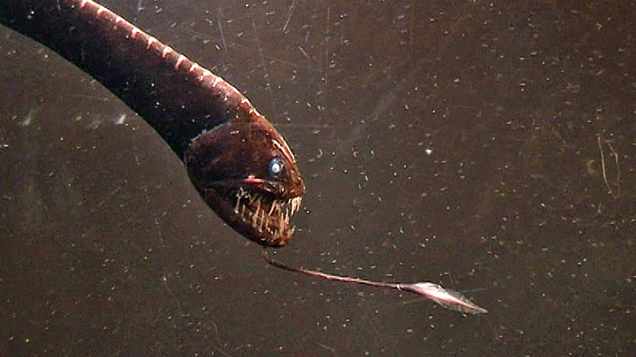 Dragon with massive teeth: the Deep Sea Dragonfish or Viperfish