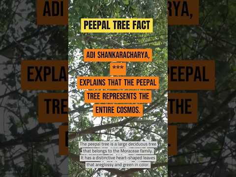 Peepal Tree is Lord Vishnu Himself!!!?