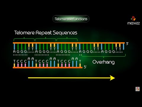 Telomerase Function - Animation