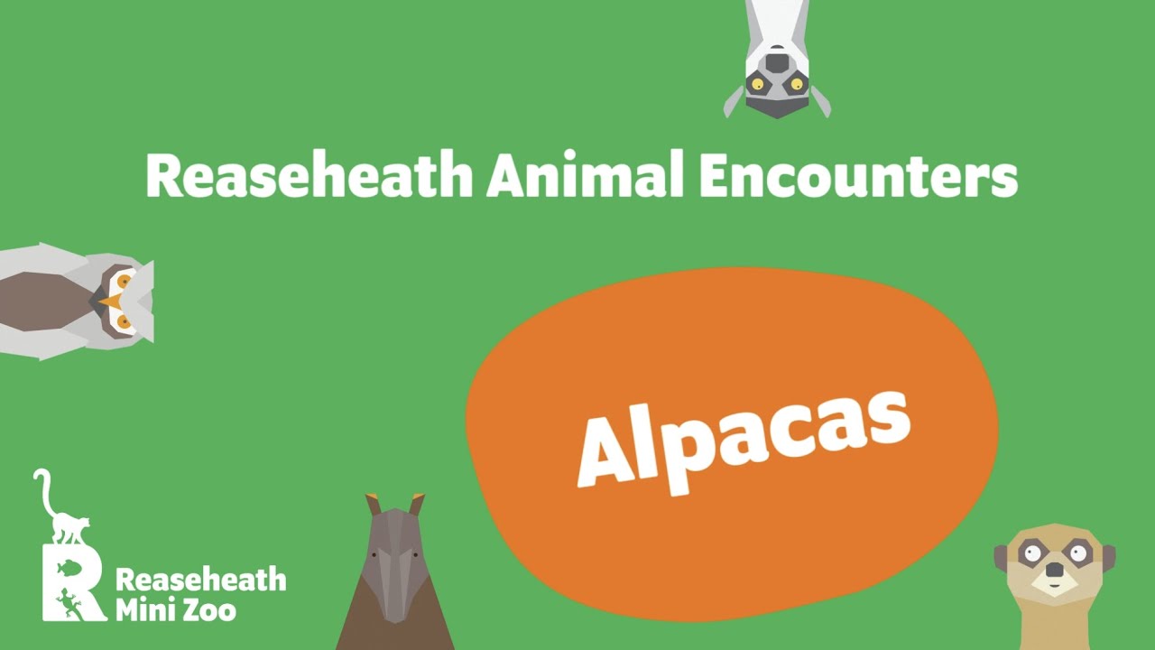 Reaseheath Mini Zoo Animal Encounters - Alpacas