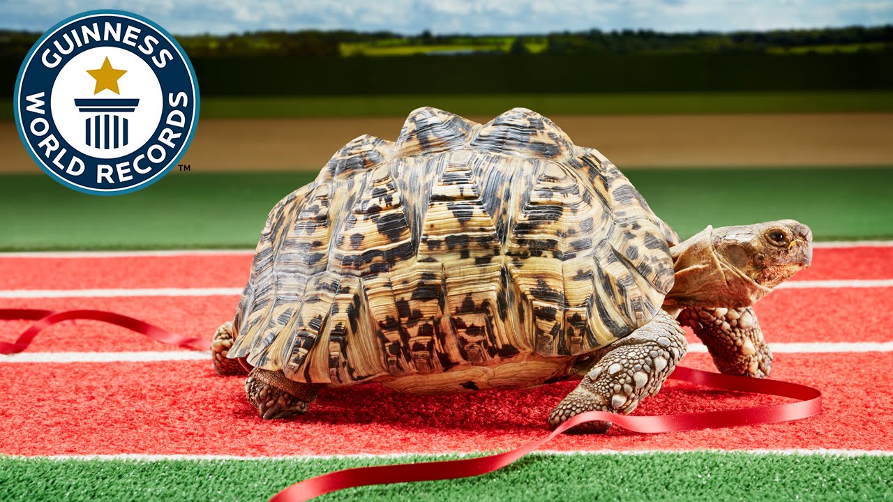 Fastest Tortoise - Guinness World Records
