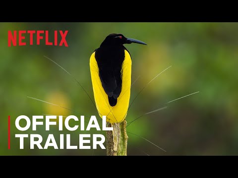 15 Best Nature Documentaries on Netflix in 2022 - Animal Movies