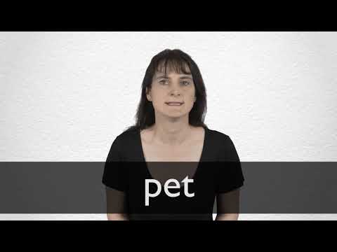 How to pronounce PET in British English