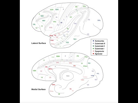 Neuroccino 20th Sept - Astrocytes and the cortical spectrum