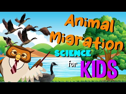 Animal Migration | Science for Kids