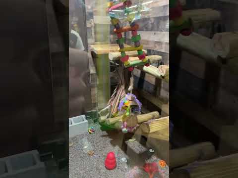 Baby Coatimundis