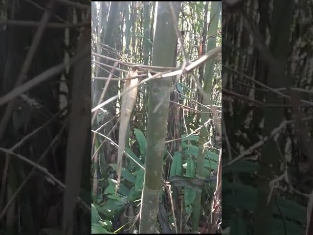 Bamboo Pole - Rangoon Bamboo Pole Trader - Retailer from Ghaziabad