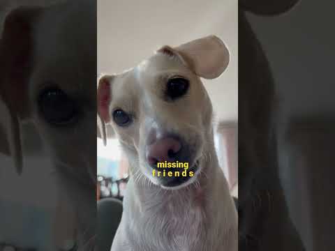 Dog Learns Names #shortsvideo #doglover #petlover #shorts ♥️♥️♥️