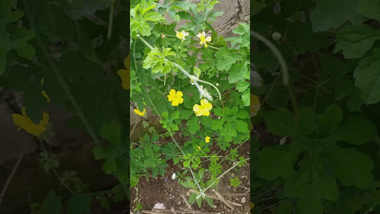 Sapal Ng Niyog In English Mga Paksa