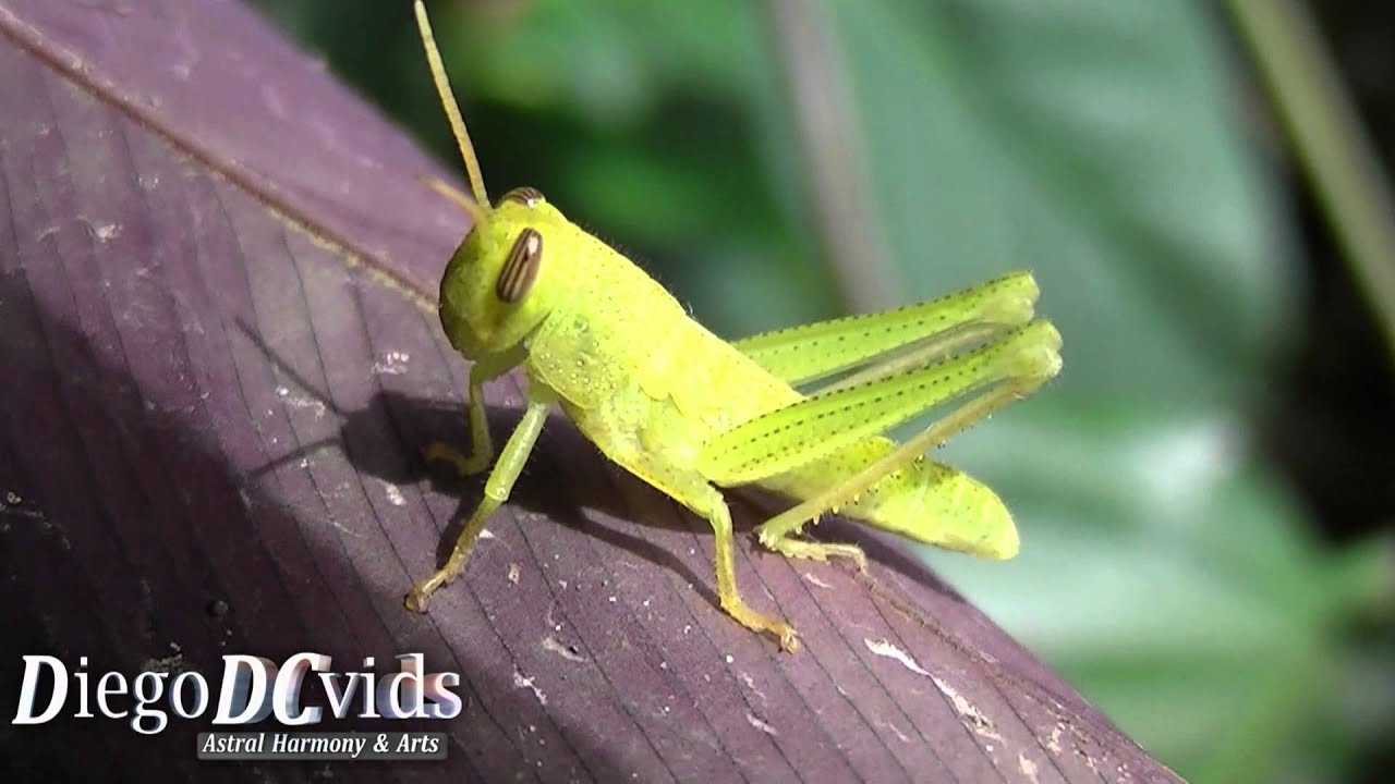 Green Grasshopper nymph Schistocerca (Caelifera) gafanhoto verde