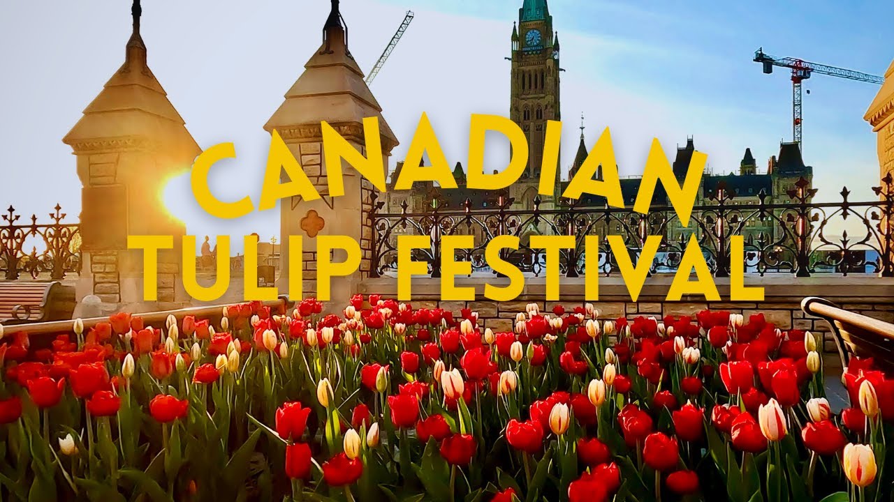 Ottawa's Most Colourful Event: All About the Canadian Tulip Festival