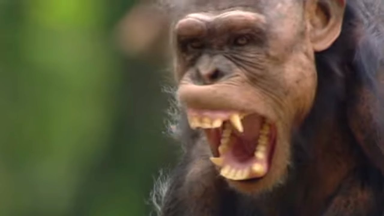 Animals Like Us - Animal Politics - Documentarytube.com