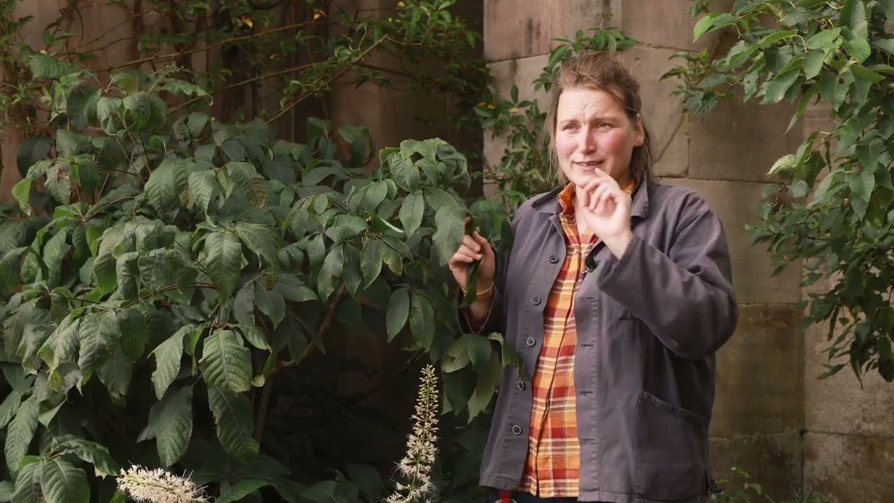 Why Aesculus parviflora, or Bottlebrush Buckeye plant is a plant perfect for August