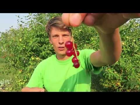 TASTE EVERY FRUIT - 40 - Red Currant