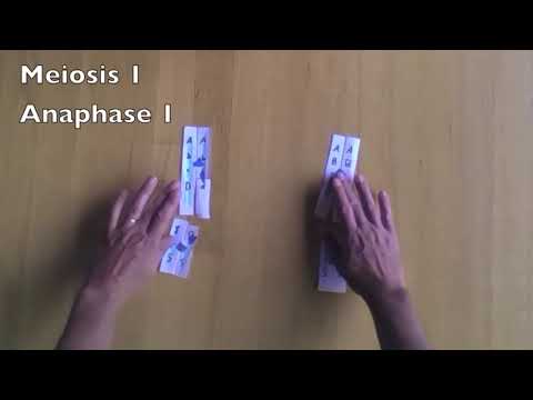 Meiosis for bio 112 lab