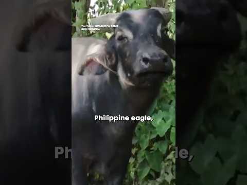 This Animal Might Disappear Forever