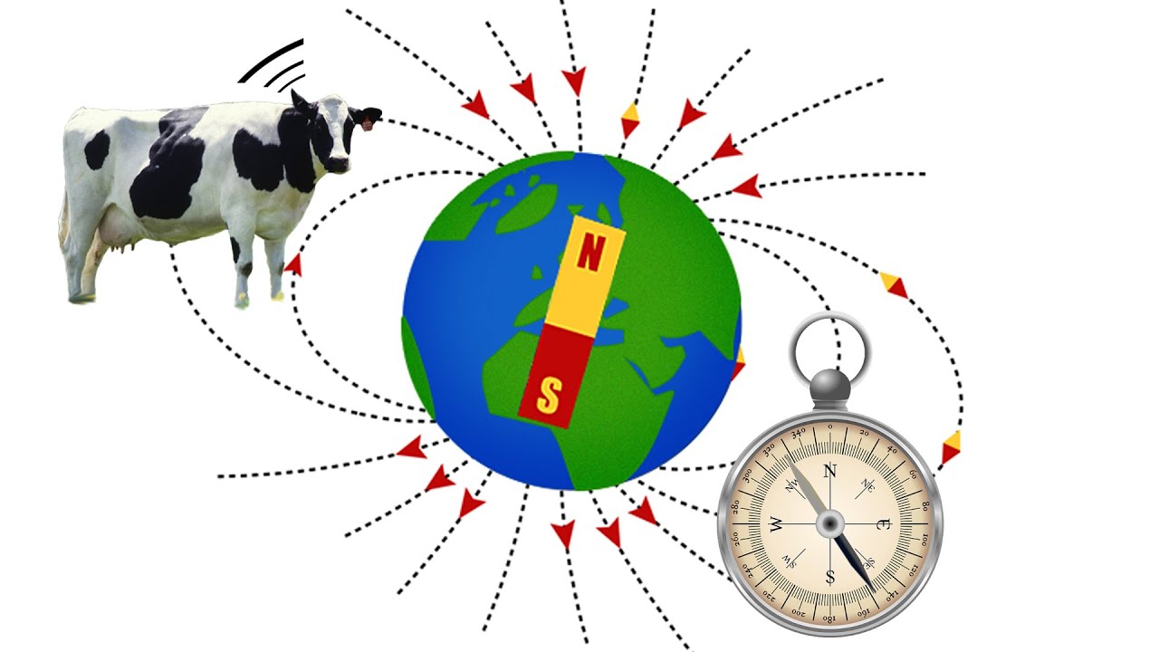 Cows acting like compasses