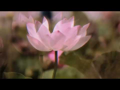 Canary Complex profile | Canary Complexプロフィール | vkgy (ブイケージ)