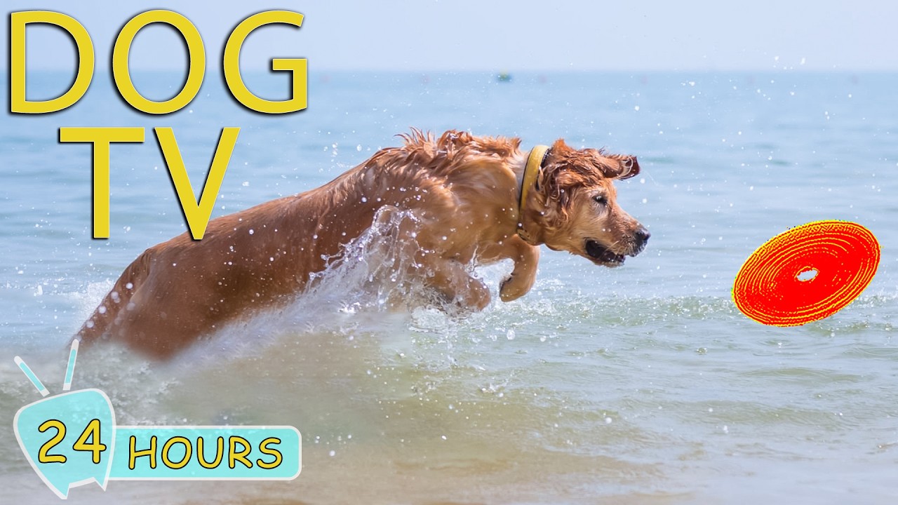 DOG TV: Best Entertain Videos for Dogs to Watch All Day No-Anxiety a Home Alone - Music for Dogs