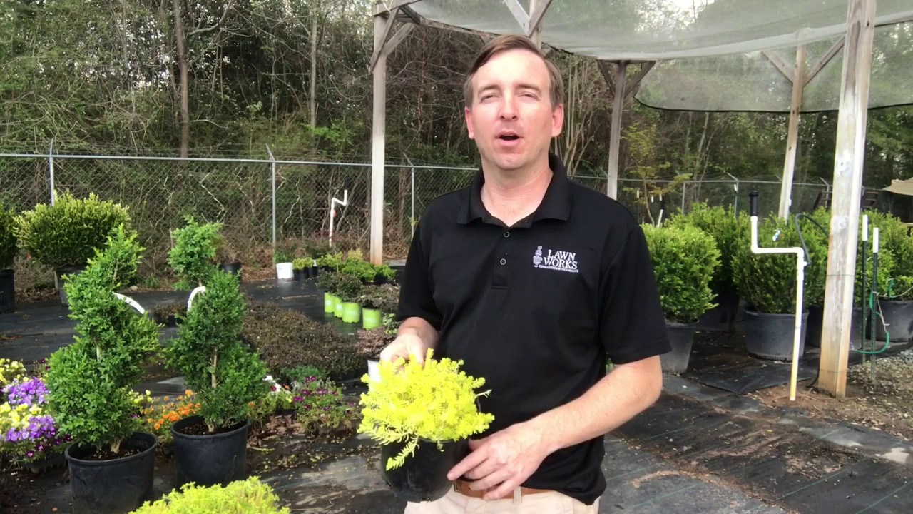 Angelina sedum