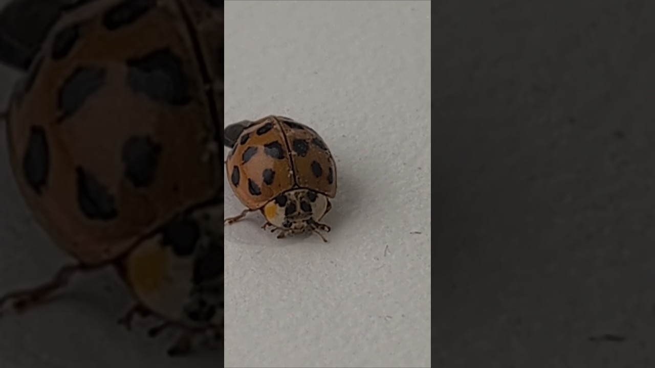 😲♥️ 10x zoom on a lady bug! Sorry 'bout the random angle but super cool to see the face pattern!