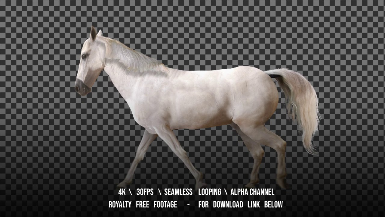 White horse walking. Isolated and cyclic animation.