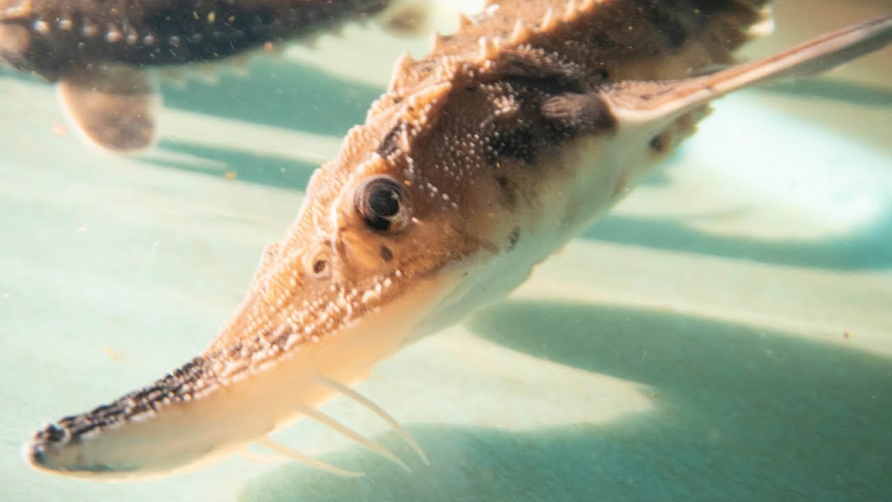Dinosaur Fish: The Effort to Restore Lake Sturgeon in the Saginaw Bay (full documentary)