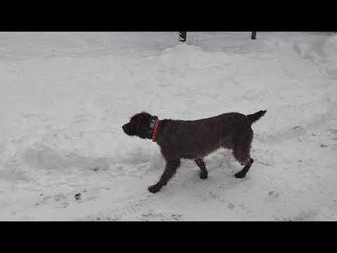 Halo GPS collar review.