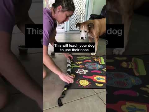 WATCH this EASY DIY DOG towel ✨enrichment✨ idea for STEP BY STEP INSTRUCTIONS