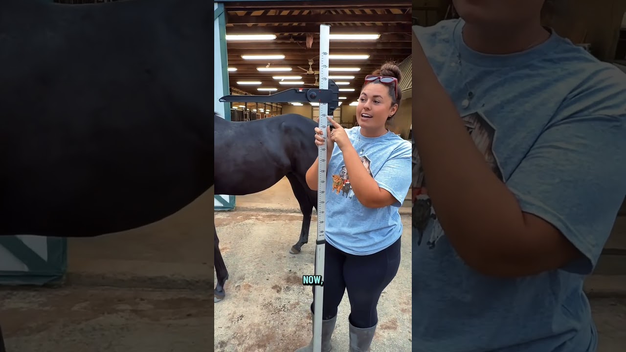 Let’s measure how tall my yearlings are! #babyanimals #horse #equestrian #animals
