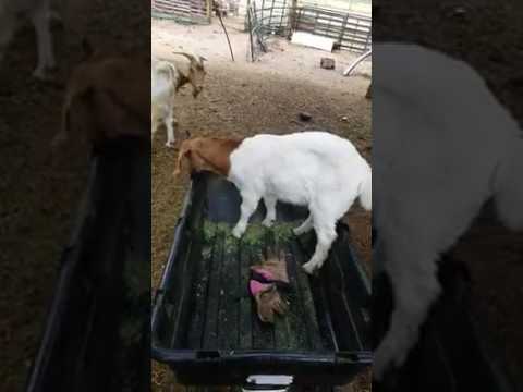 Boer Buckling fifteen minutes after banding