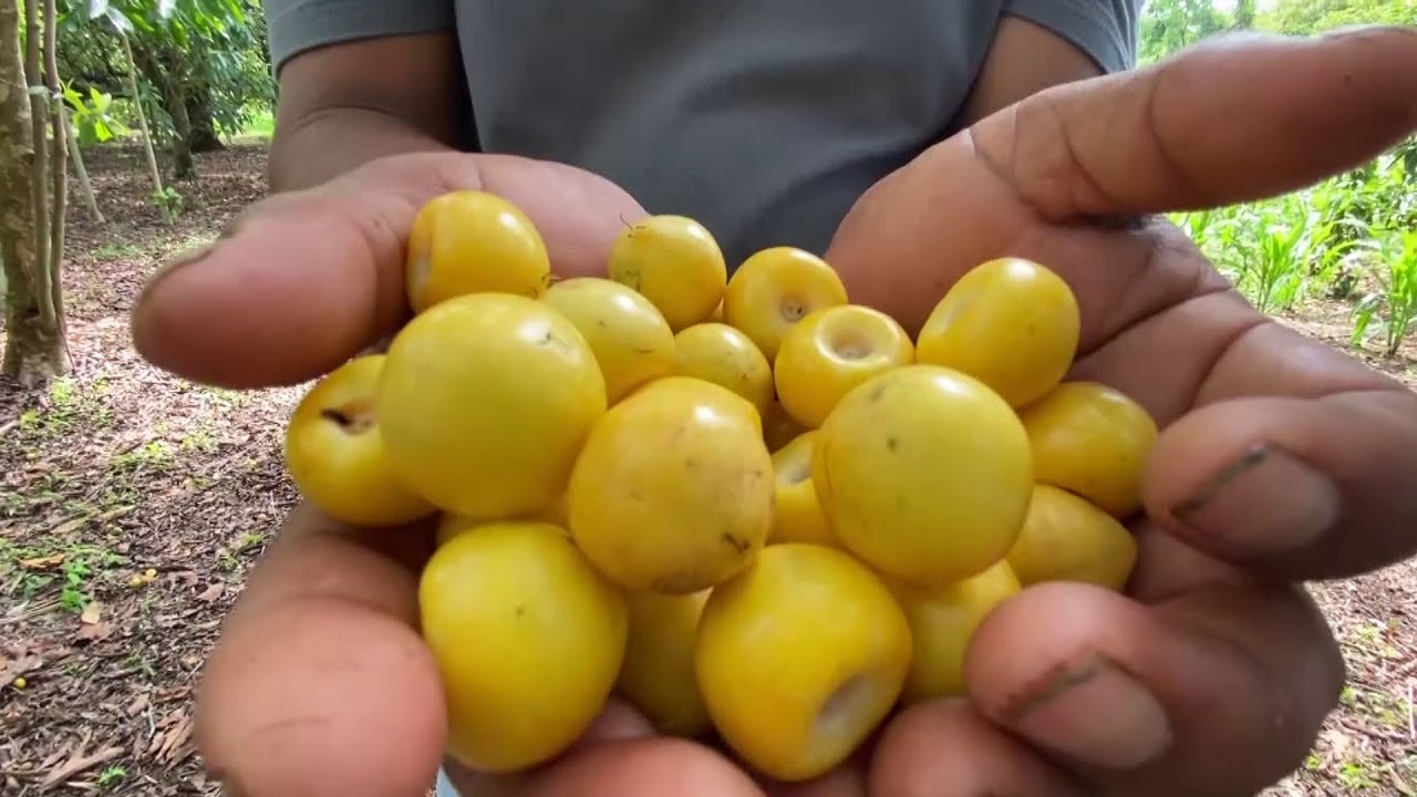 Hechos del Agro - Cultivo de nance