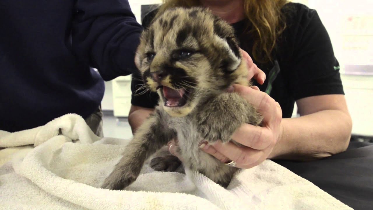 Feisty cub