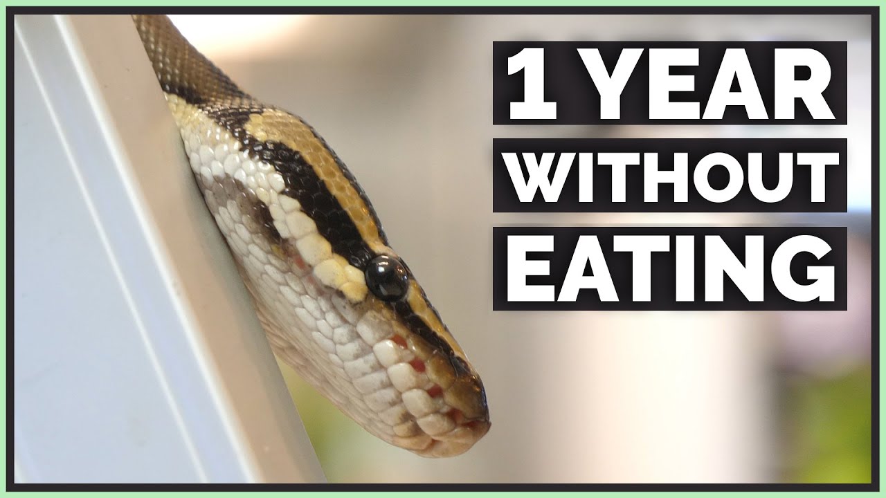My Ball Python Hasn't Eaten in 1 Year