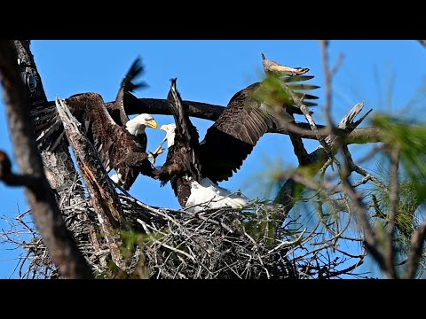SWFL Eagles- M15 Fierce And Fearless Protector Of His Realm! #eagle #baldeagle #m15 #e21 #e22 #swfl