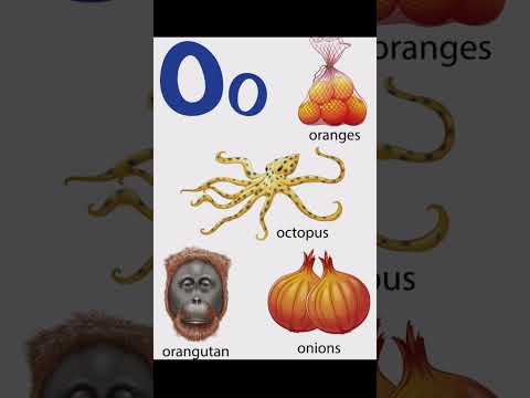 Letter Oo Words | Things that Start with Oo | O words | Learn Phonics