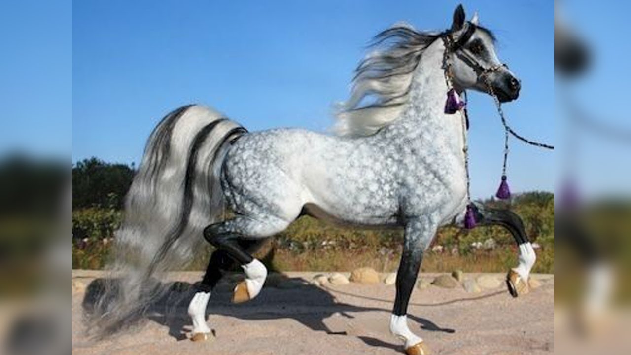 8 Cosas Que No Sabias Del Caballo Árabe