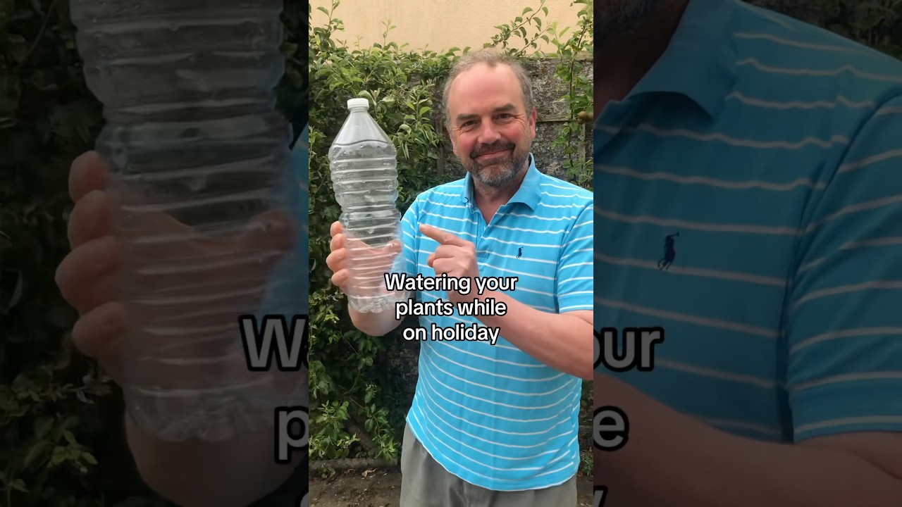 Watering your plants when on holiday