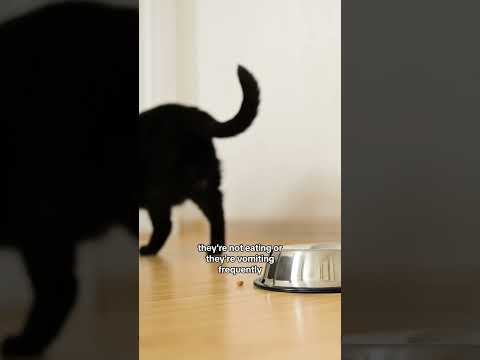 Hidden DANGER In Your CAT'S STOOL?!