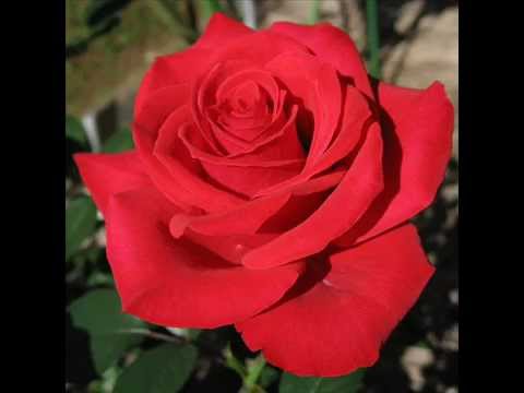 The meaning of the red rose