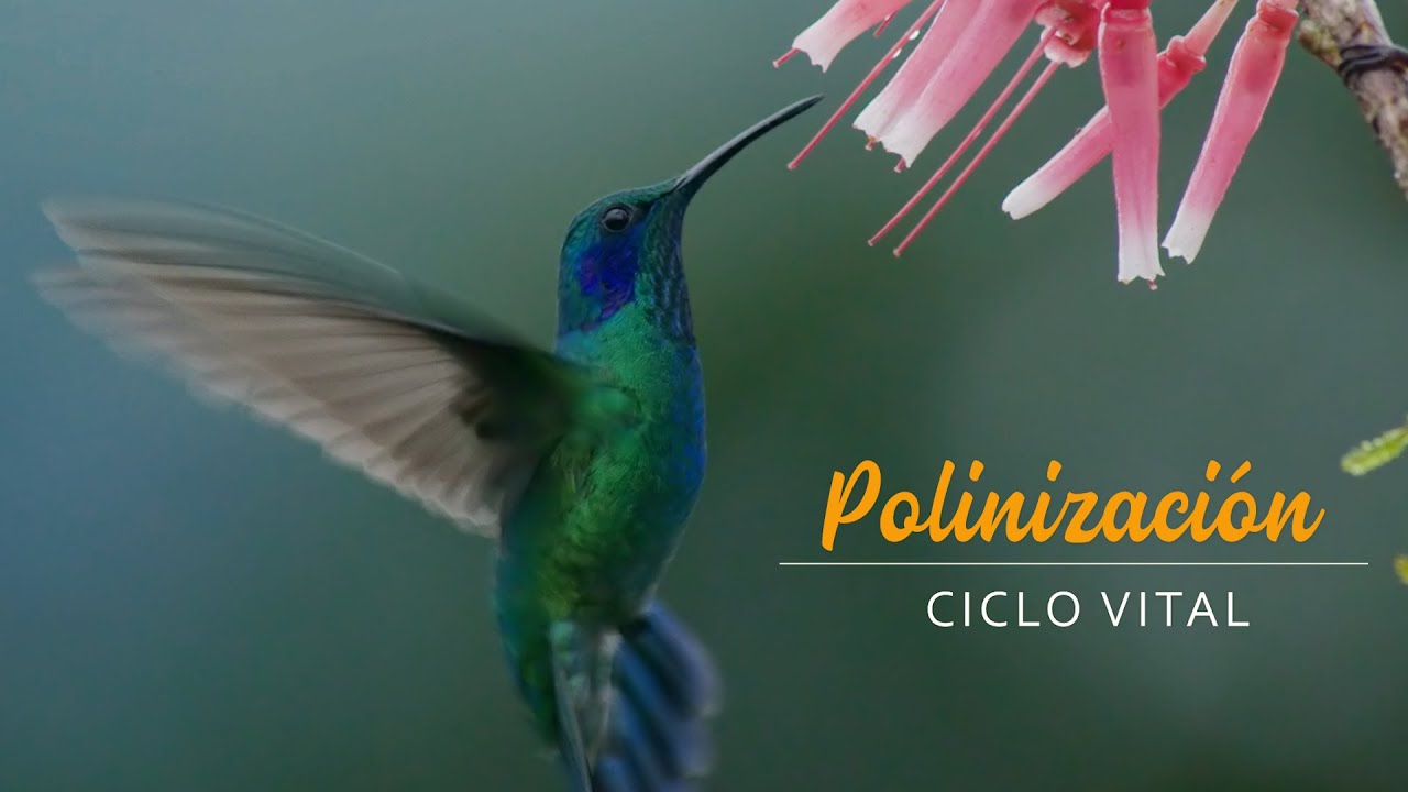Polinización: Ciclo Vital