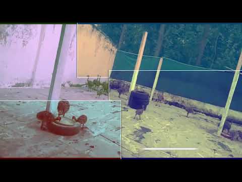 Animal Breeding Service in India