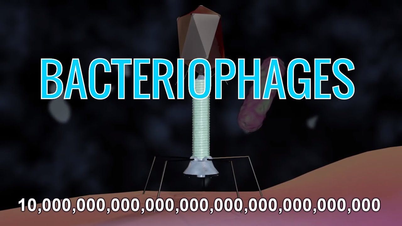 What Are Bacteriophages & How Do Phage Viruses Work? (w/ Animation)