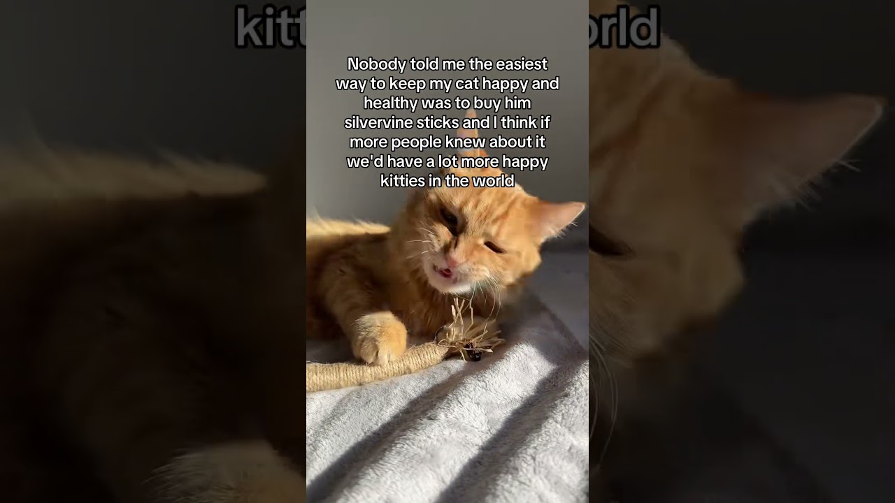 Why Isn’t Everyone Using Silvervine? #silvervine #catnipalternative