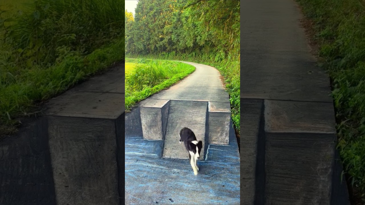 The Dog Was Scared of This Fake Road #viral #trending #shorts