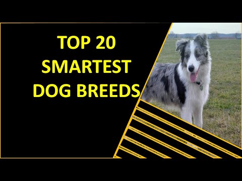 TOP 20 SMARTEST DOG BREEDS THAT ARE TRULY SMART