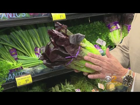 Tip Of The Day: Red Romaine Lettuce