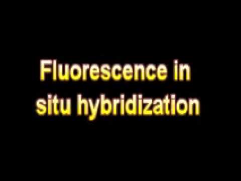 What Is The Definition Of Fluorescence in situ hybridization - Medical Dictionary Free Online