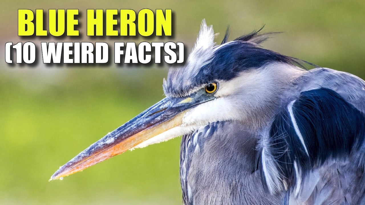 Great Blue Heron 💙 (10 FACTS You NEVER KNEW)