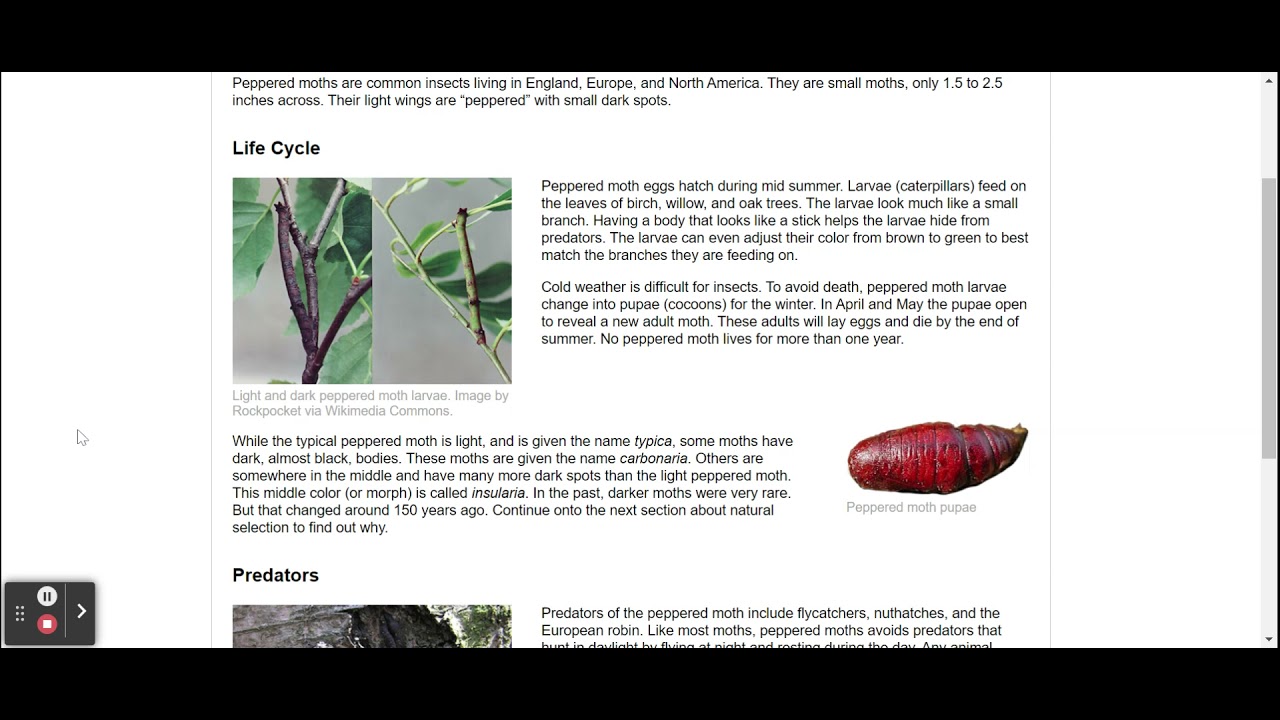 Peppered Moths: Life Cycle, Predators